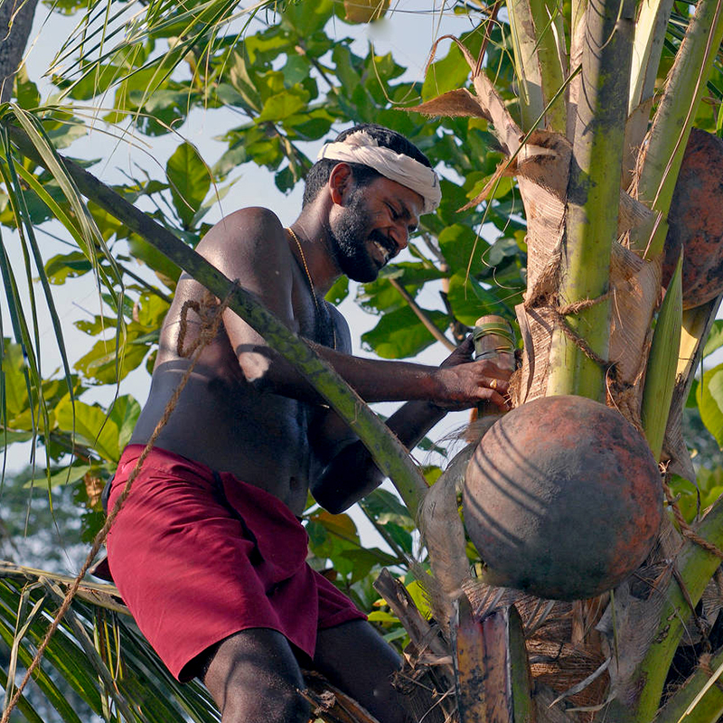 Sri Lanka’s Toddy tapping - Ovation Travels (Pvt) Ltd